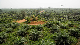 BankTrack – Socfin